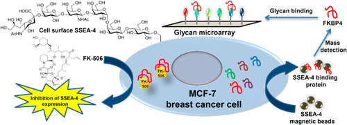 SSEA-4结合蛋白在乳腺癌细胞中的研究,Journal of the American Chemical Society - X-MOL