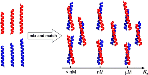 A Set ofde NovoDesigned Parallel Heterodimeric Coiled Coils with ...