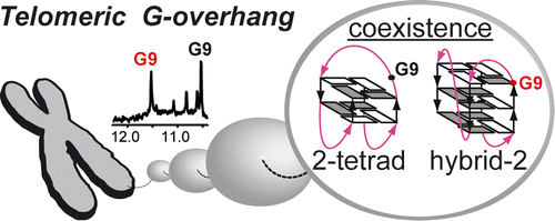 High-Resolution Insight into G-Overhang Architecture,Journal of the ...