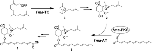 The Fumagillin Biosynthetic Gene Cluster inAspergillus fumigatusEncodes ...