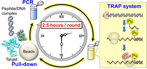 TRAP Display: A High-Speed Selection Method for the Generation of ...