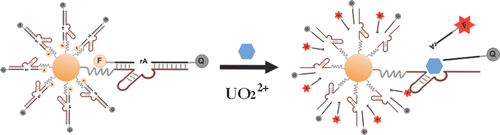 活细胞中铀酰离子的 DNAzyme-金纳米粒子探针,Journal of the American Chemical Society - X-MOL