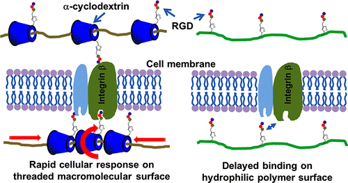 Inducing Rapid Cellular Response on RGD-Binding Threaded Macromolecular ...