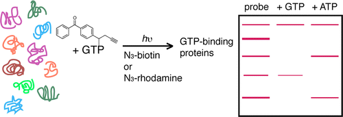 用于蛋白质组学的 GTP 亲和探针突出了嘌呤核苷酸选择性的灵活性,Journal of the American Chemical Society - X-MOL