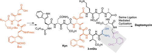 Total Synthesis of Daptomycin by Cyclization via a Chemoselective ...
