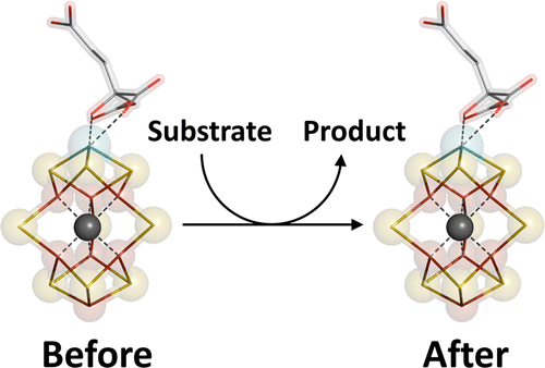 Tracing the Interstitial Carbide of the Nitrogenase Cofactor during ...