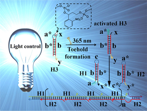 DNA Branch Migration Reactions Through Photocontrollable Toehold ...