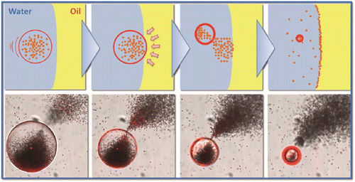 Polymer Microcapsules with Programmable Active Release,Journal of the ...
