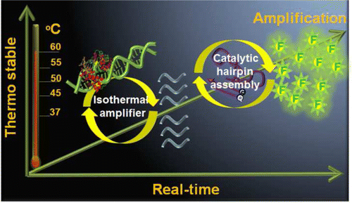 Real-Time Detection of Isothermal Amplification Reactions with ...