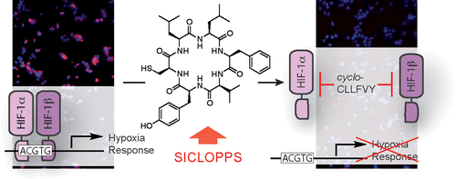A Cyclic Peptide Inhibitor of HIF-1 Heterodimerization That Inhibits ...