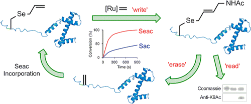 Rapid Cross-Metathesis for Reversible Protein Modifications via ...