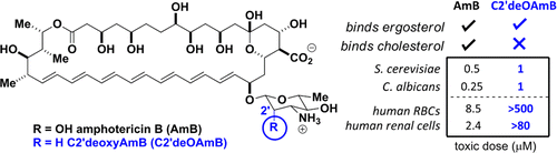 C2′-OH of Amphotericin B Plays an Important Role in Binding the Primary ...