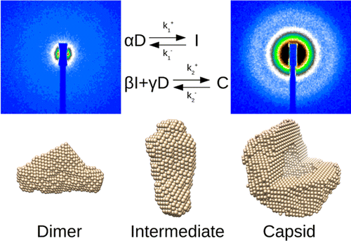 Norovirus Capsid Proteins Self-Assemble through Biphasic Kinetics via ...