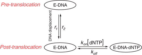 Kinetic Mechanism of Translocation and dNTP Binding in Individual DNA ...