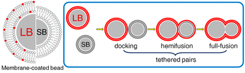 Optical Fusion Assay Based on Membrane-Coated Spheres in a 2D Assembly ...