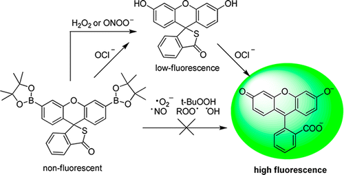A Highly Specific Fluorescent Probe for Hypochlorous Acid and Its ...