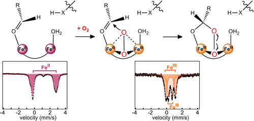 Substrate-Triggered Addition of Dioxygen to the Diferrous Cofactor of ...