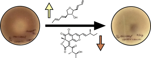 Targeted Disruption of Transcriptional Regulators inChaetomium ...