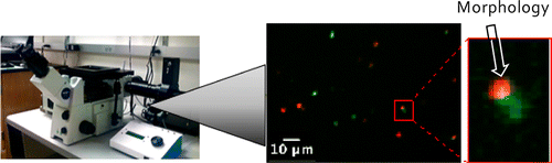 Phase Separation Polymerization of Dicyclopentadiene Characterized by ...