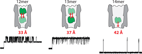 在定向进化的辅助下调整 ClyA 纳米孔的大小和性质,Journal of the American Chemical Society - X-MOL