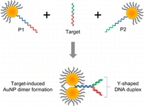 Oriented Gold Nanoparticle Aggregation for Colorimetric Sensors with ...