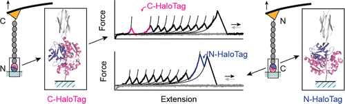 Nanomechanics of HaloTag Tethers,Journal of the American Chemical ...