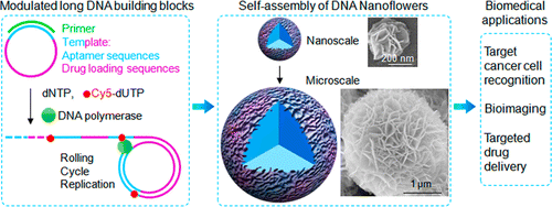 Noncanonical Self-Assembly of Multifunctional DNA Nanoflowers for ...