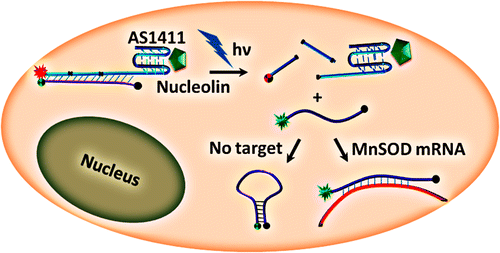 A Targeted, Self-Delivered, and Photocontrolled Molecular Beacon for ...