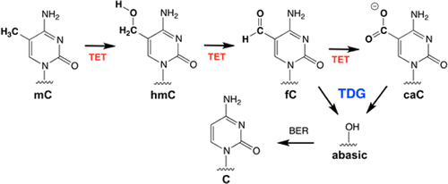 Divergent Mechanisms for Enzymatic Excision of 5-Formylcytosine and 5 ...