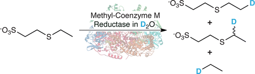 Methyl-Coenzyme M Reductase from Methanogenic Archaea: Isotope Effects ...