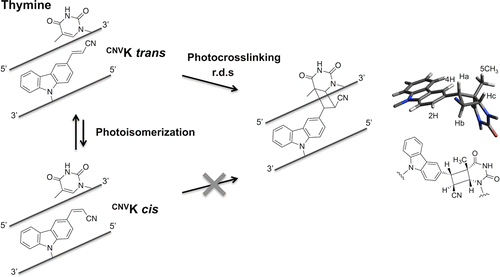 Details of the Ultrafast DNA Photo-Cross-Linking Reaction of 3 ...
