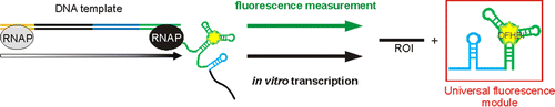 Universal Aptamer-Based Real-Time Monitoring of Enzymatic RNA Synthesis ...