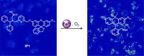 Molecular Imaging of Labile Iron(II) Pools in Living Cells with a Turn ...