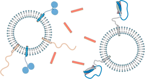 Complexin-1 Enhances the On-Rate of Vesicle Docking via Simultaneous ...