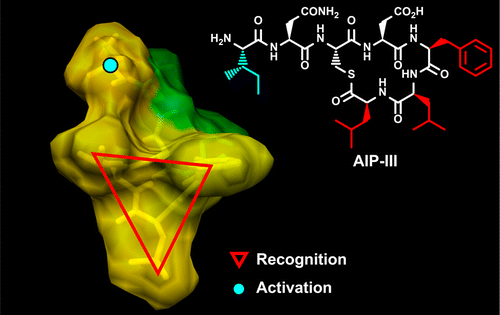 Structural Characterization of Native Autoinducing Peptides and Abiotic ...