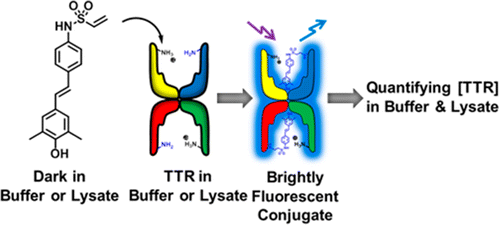 Stilbene Vinyl Sulfonamides as Fluorogenic Sensors of and Traceless ...