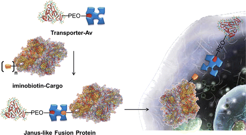 pH Responsive Janus-like Supramolecular Fusion Proteins for Functional ...