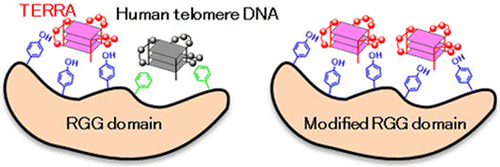 Specific Binding of Modified RGG Domain in TLS/FUS to G-Quadruplex RNA ...