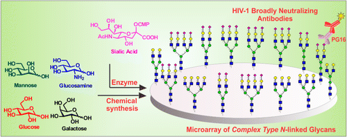Efficient Convergent Synthesis of Bi-, Tri-, and Tetra-antennary ...