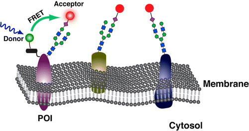 一种基于顺式膜 FRET 的细胞表面聚糖蛋白质特异性成像方法,Journal of the American Chemical Society ...
