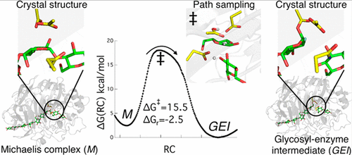 The Mechanism of Cellulose Hydrolysis by a Two-Step, Retaining ...