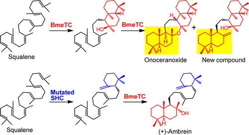 Cyclization of Squalene from Both Termini: Identification of an ...