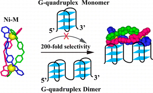 靶向人类端粒高阶 DNA：二聚体 G-四链体单元作为首选结合位点,Journal of the American Chemical ...