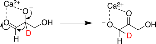 Deuterium Studies Reveal a New Mechanism for the Formose Reaction ...