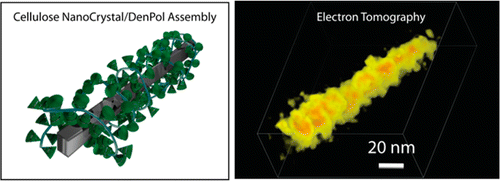 天然纤维素纳米晶体上树枝状糖聚合物的超胶体多价相互作用和包裹,Journal of the American Chemical Society ...