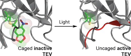 Genetic Encoding of Photocaged Cysteine Allows Photoactivation of TEV ...