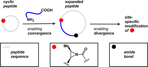 Site-Specific Integration of Amino Acid Fragments into Cyclic Peptides ...