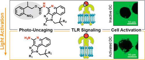 光激活 TLR7/8 激动剂对先天免疫细胞的刺激,Journal of the American Chemical Society - X-MOL