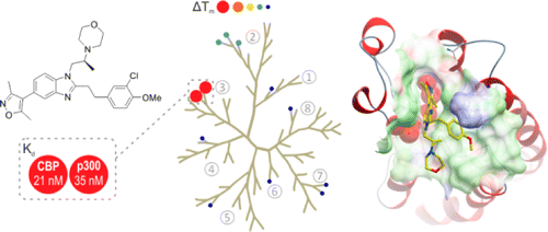 CBP/p300 溴结构域小分子配体的发现和优化,Journal of the American Chemical Society - X-MOL