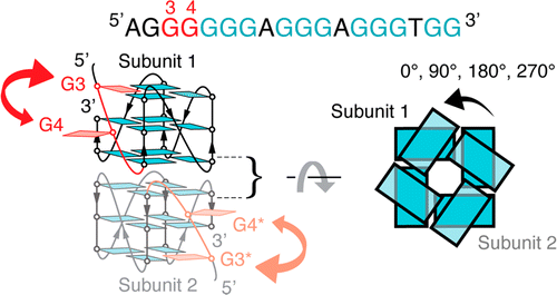 由人类 CEB1 小卫星形成的堆叠二聚体 G-四链体的结构和构象动力学,Journal of the American Chemical ...